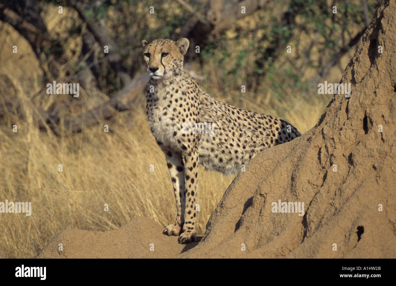 Cheetah in Namibia Southern Africa Stock Photo - Alamy