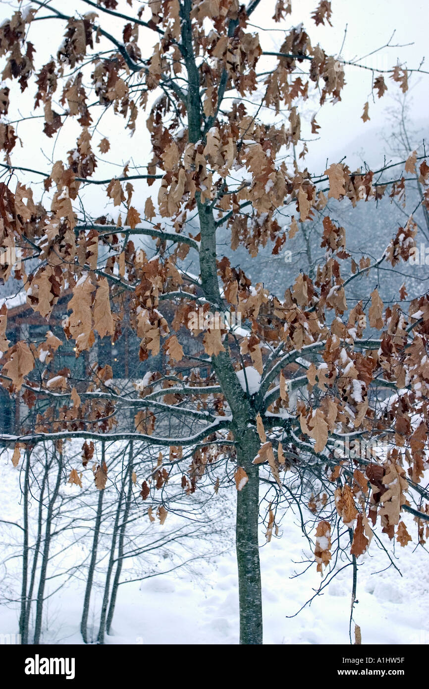 Frozen Winter tree grand bornand alps france Stock Photo - Alamy