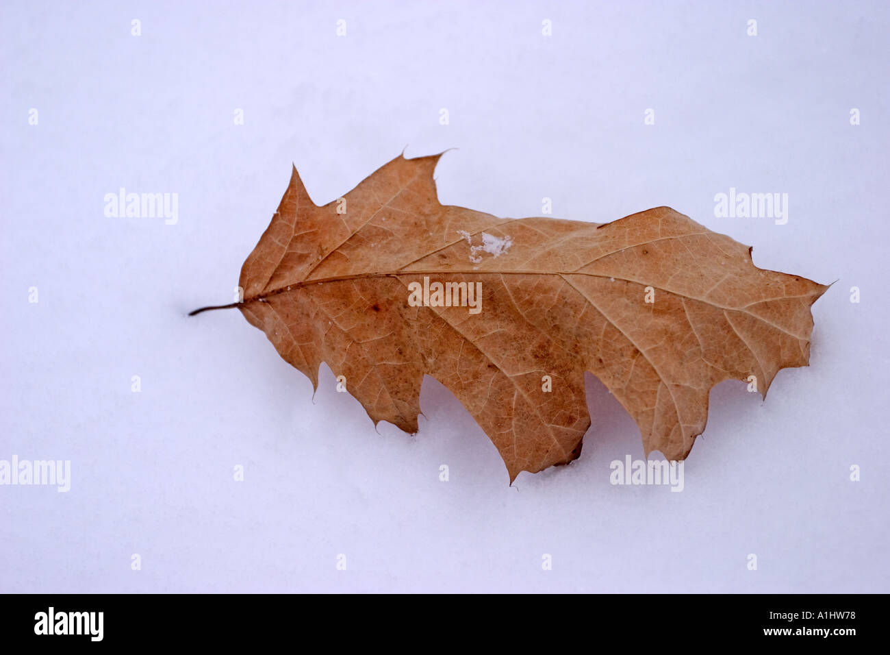 Snowy dead standing tree hi-res stock photography and images - Alamy