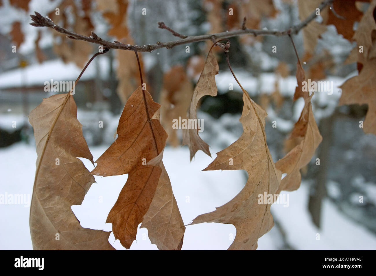 Frozen Winter Leaf Stock Photo - Alamy