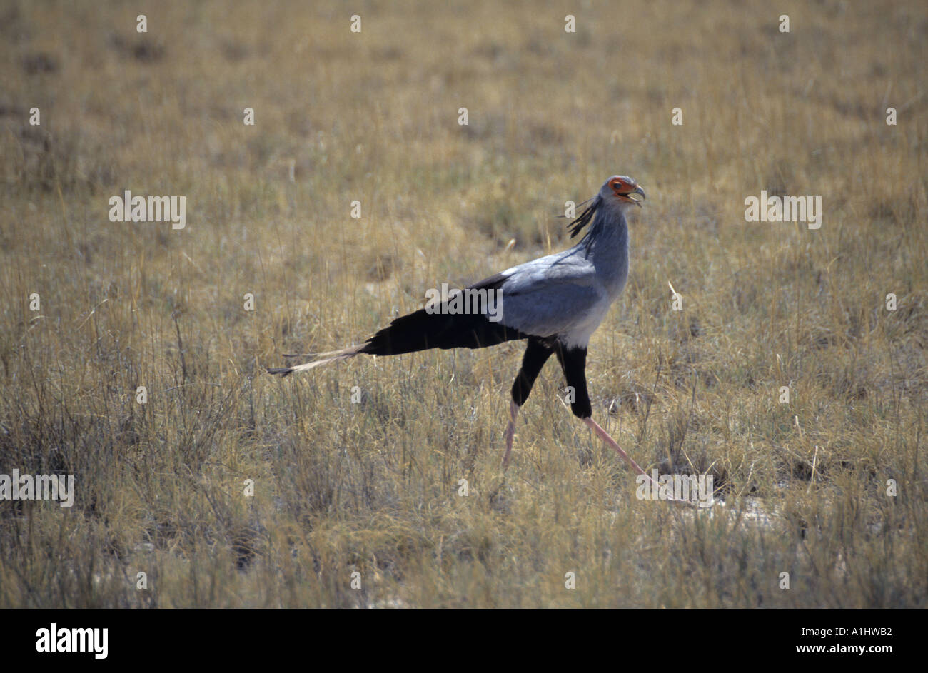 Secretary bird in Namibia Southern Africa Stock Photo - Alamy
