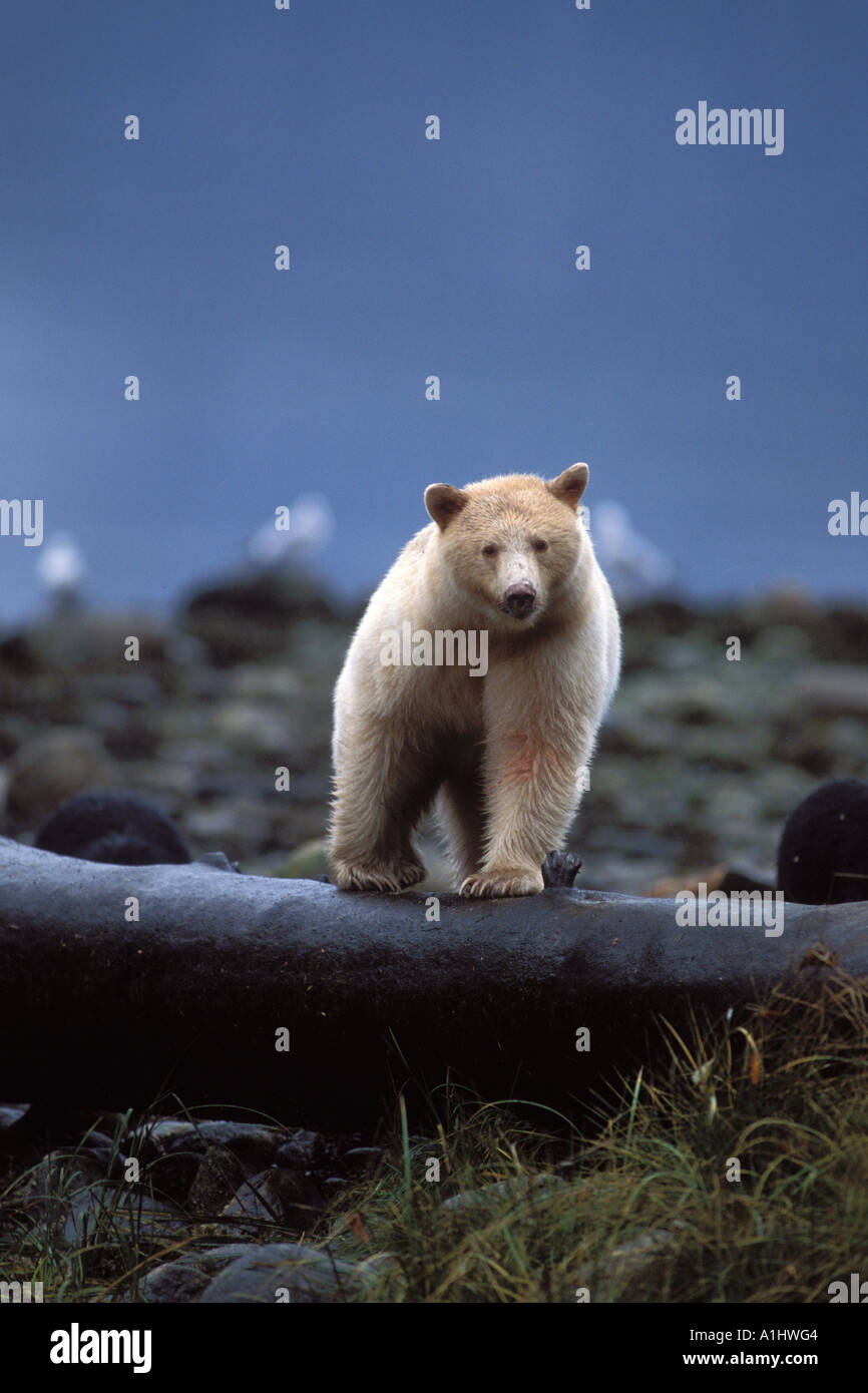 spirit bear kermode black bear Ursus americanus sow with cub walking ...