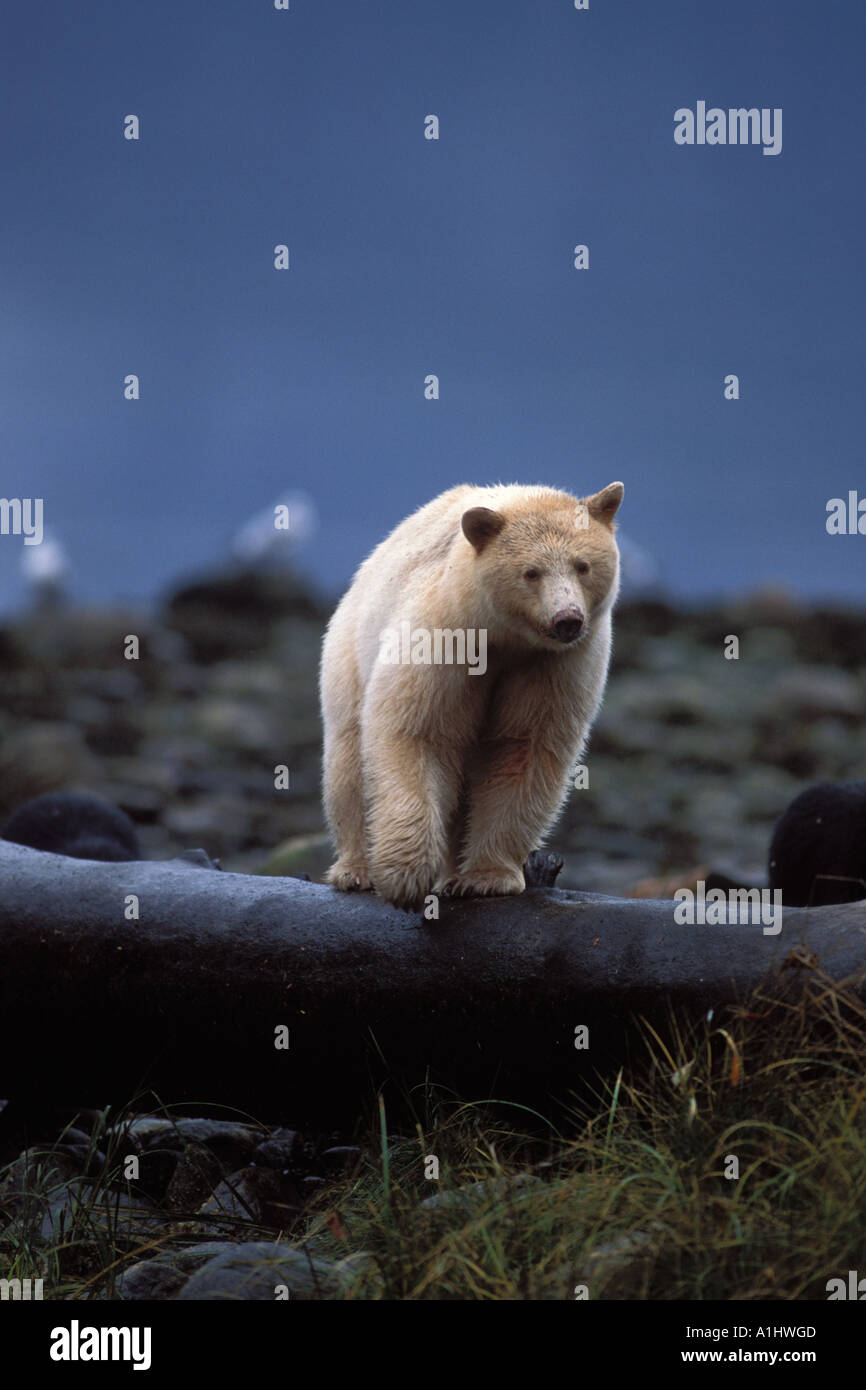 spirit bear kermode black bear Ursus americanus sow with cub walking ...