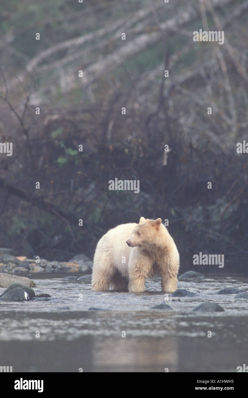 spirit bear kermode black bear Ursus americanus sow fishing for salmon ...