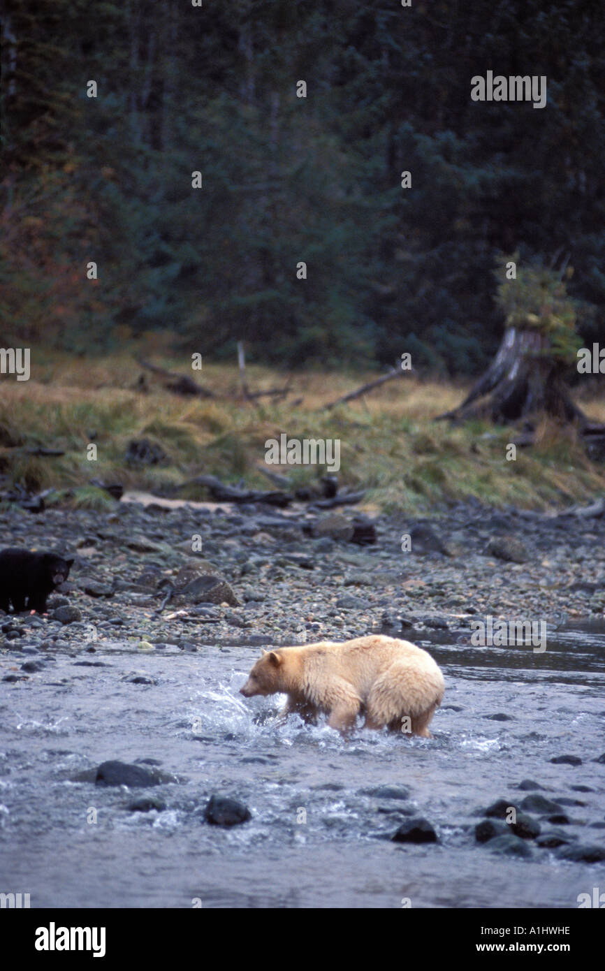 spirit bear kermode black bear Ursus americanus sow with cub fishing ...