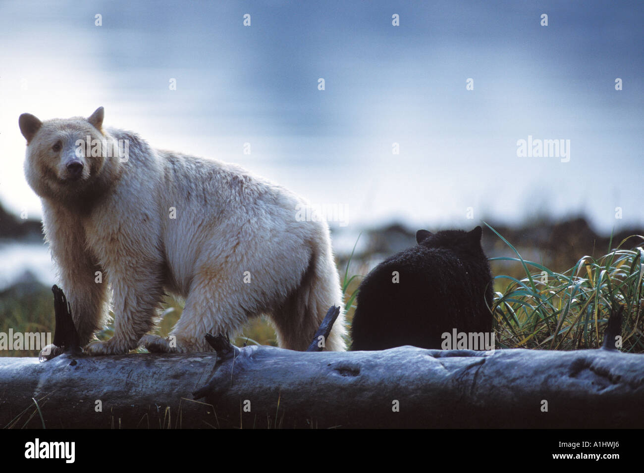 spirit bear kermode black bear Ursus americanus sow with cub walking ...