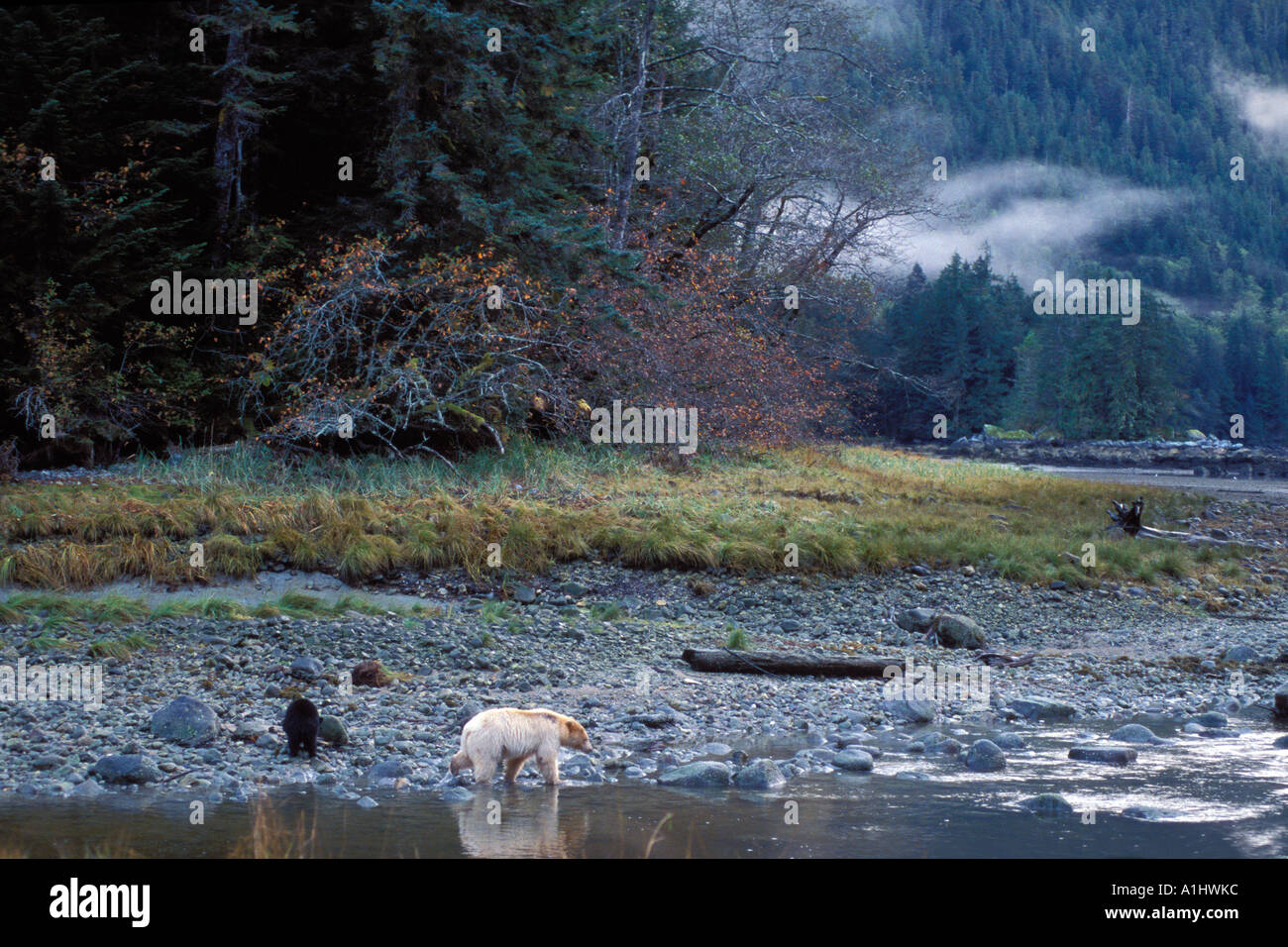 spirit bear kermode black bear Ursus americanus sow with cub walking ...