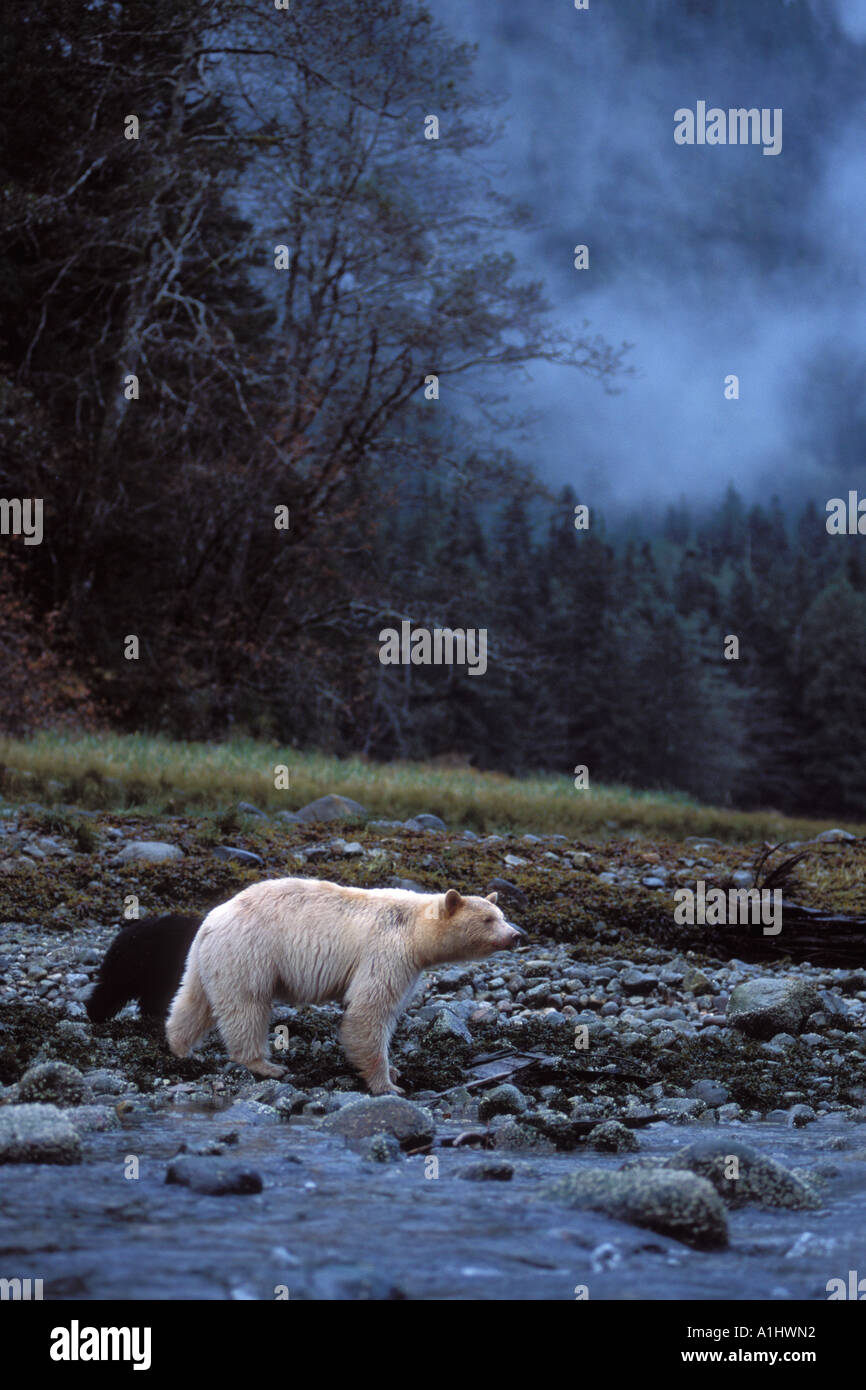 spirit bear kermode black bear Ursus americanus sow with cub looking ...