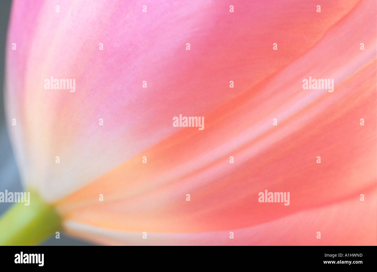 Head of the tulip flower hi-res stock photography and images - Alamy