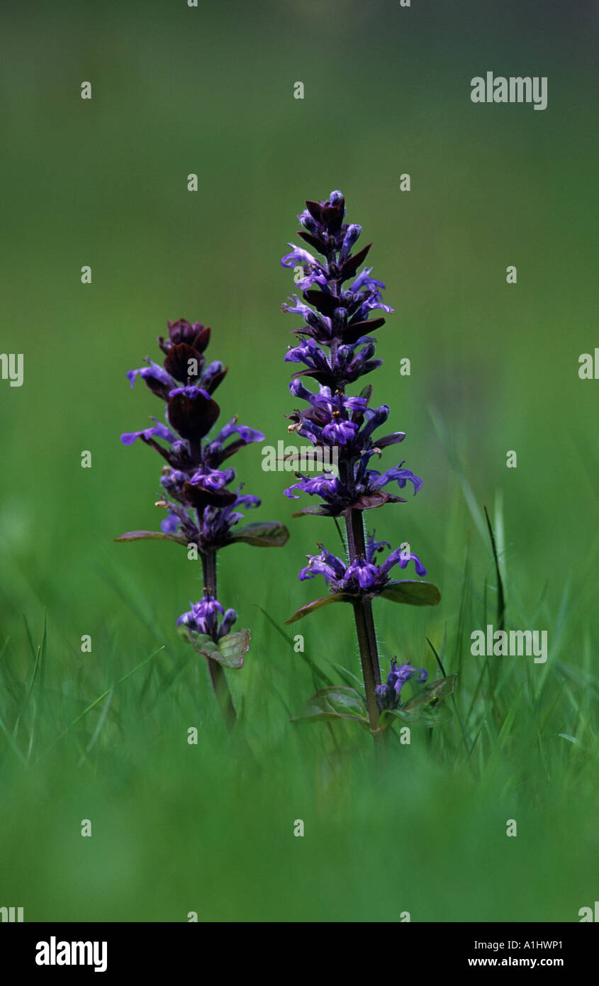 Purple bugle hi-res stock photography and images - Alamy