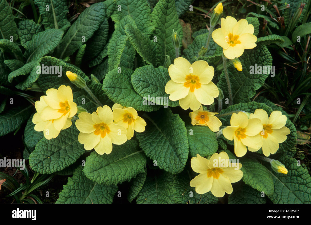 Primrose Primula vulgaris Stock Photo - Alamy