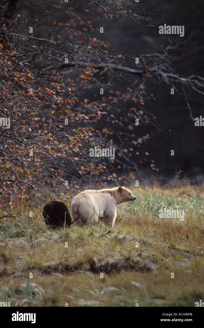 spirit bear kermode black bear Ursus americanus sow with cub in the ...