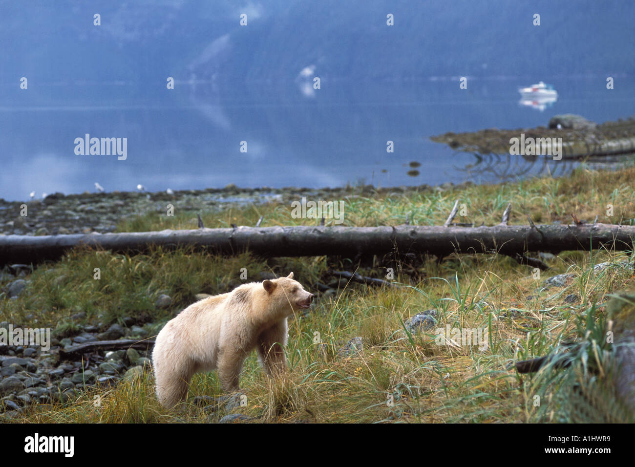 spirit bear kermode black bear Ursus americanus sow in the rainforest ...