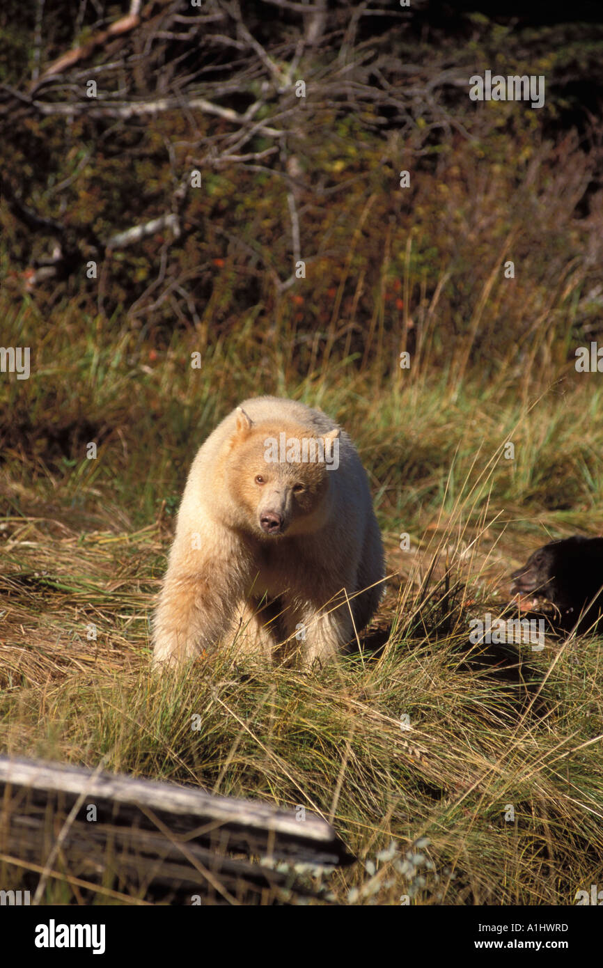 spirit bear kermode black bear Ursus americanus sow with cub in the ...