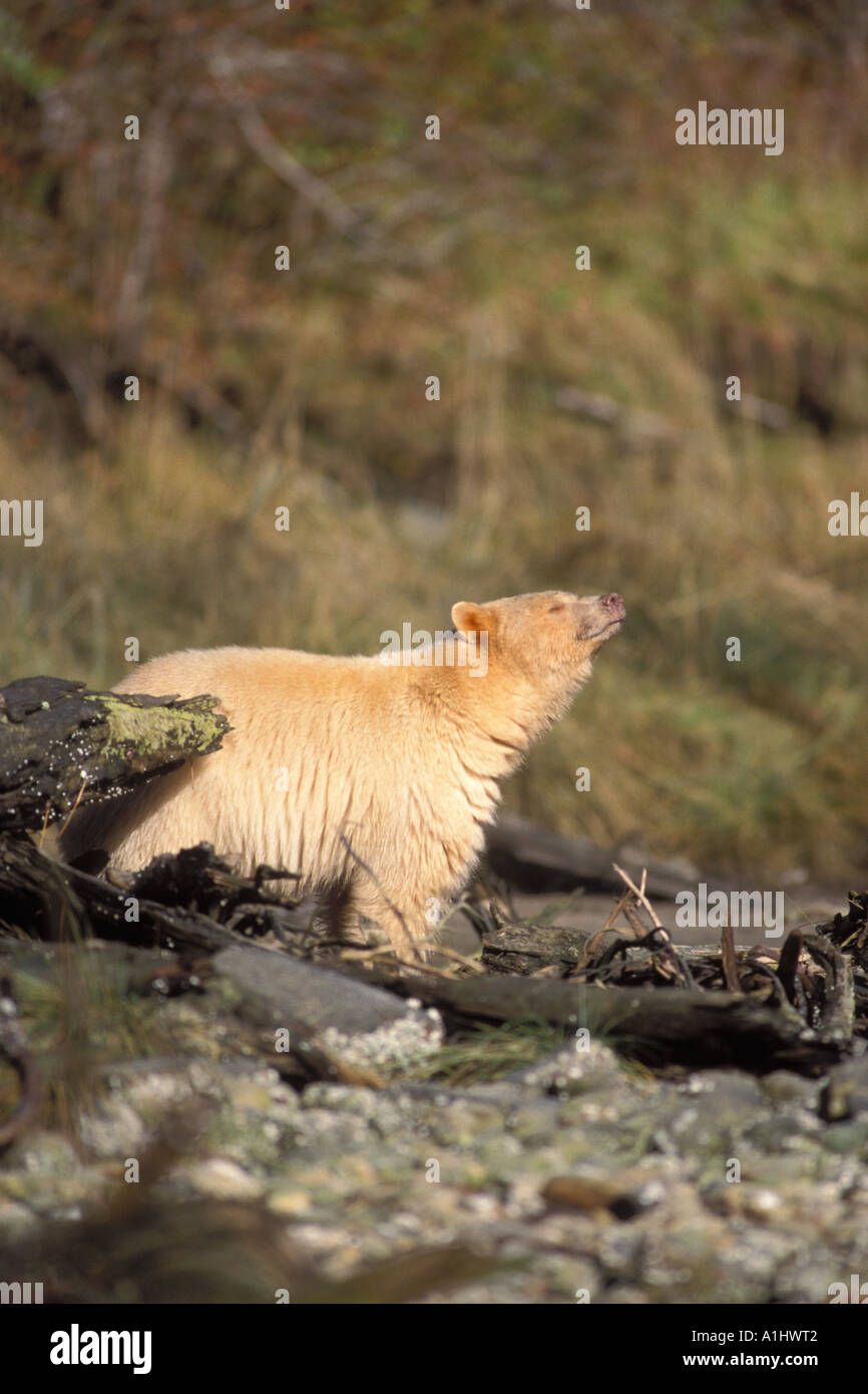 Kermode bear british columbia cubs hi-res stock photography and images ...