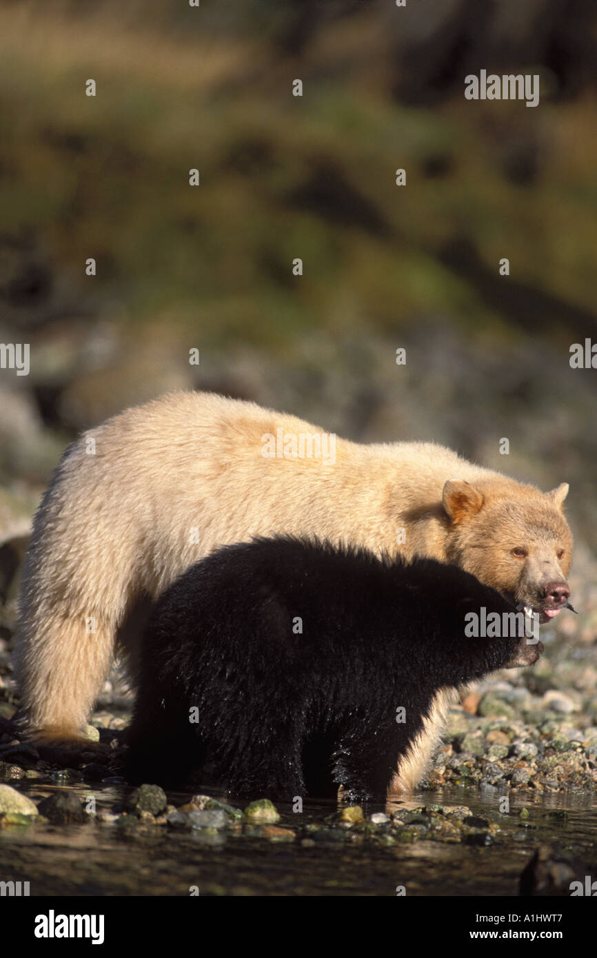 spirit bear kermode black bear Ursus americanus sow with cub feeding on ...