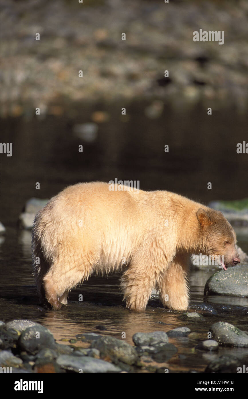 spirit bear kermode black bear Ursus americanus sow fishing for salmon ...