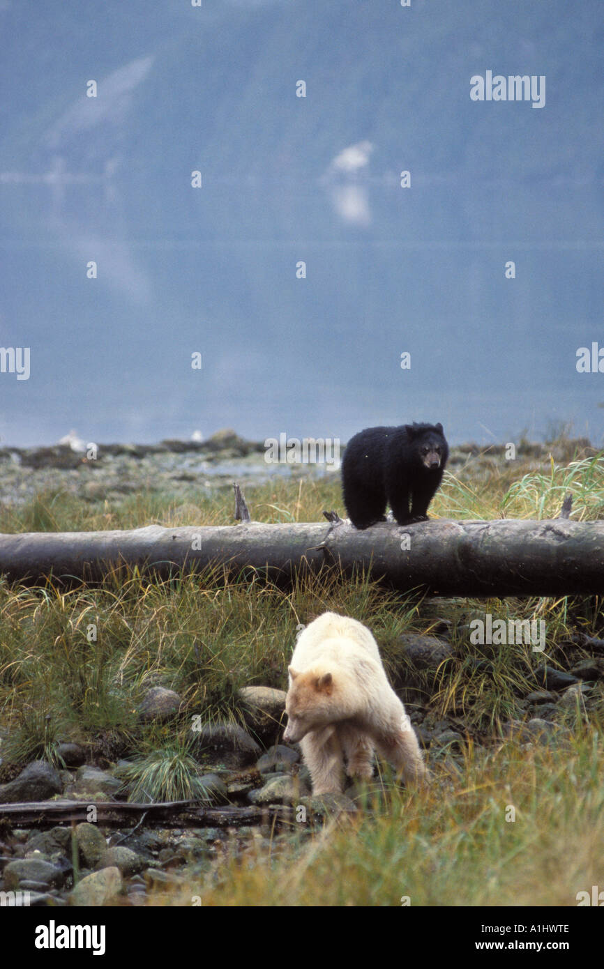 spirit bear kermode black bear Ursus americanus sow with cub walking on ...