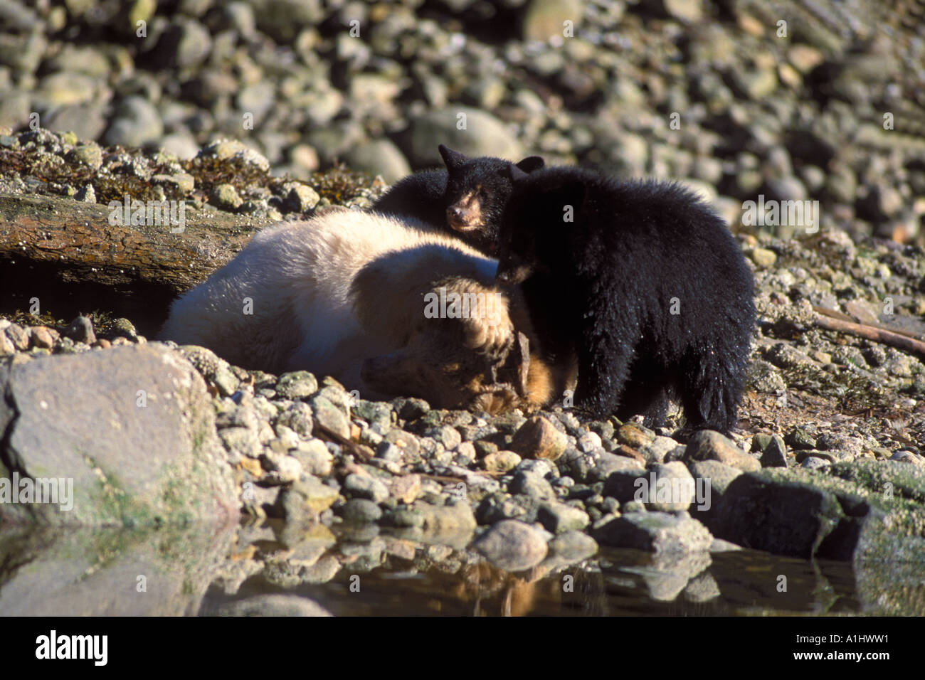 spirit bear kermode black bear Ursus americanus sow with cubs rubbing a ...