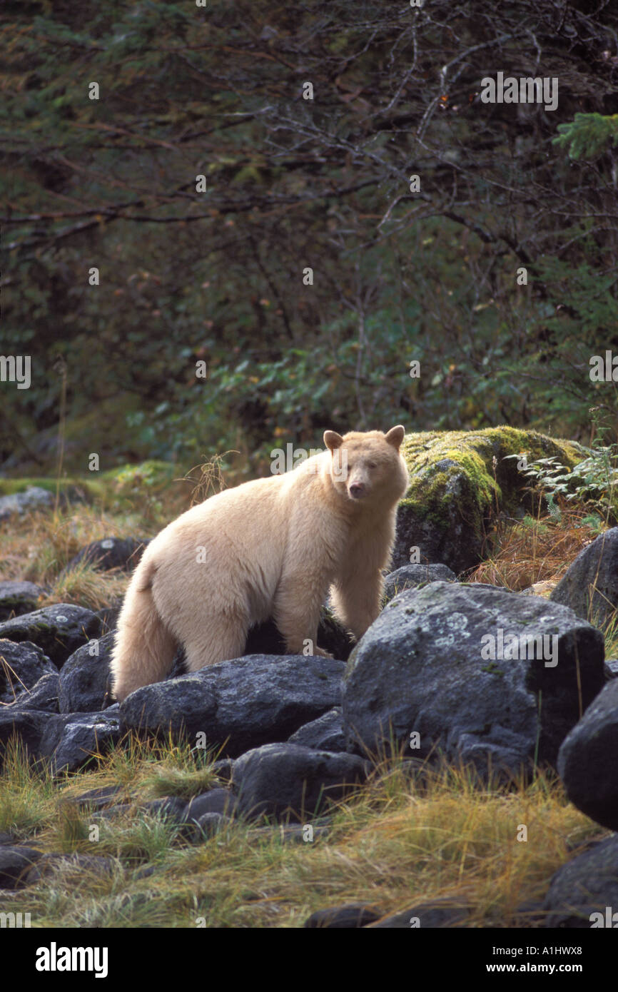 spirit bear kermode black bear Ursus americanus sow in the rainforest ...
