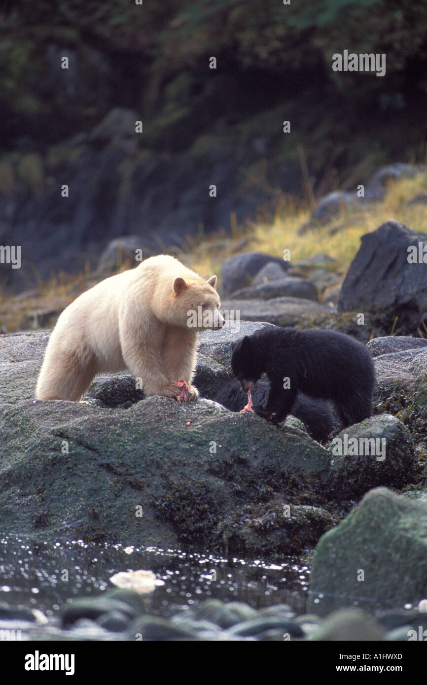 spirit bear kermode black bear Ursus americanus sow with cub feeding on ...