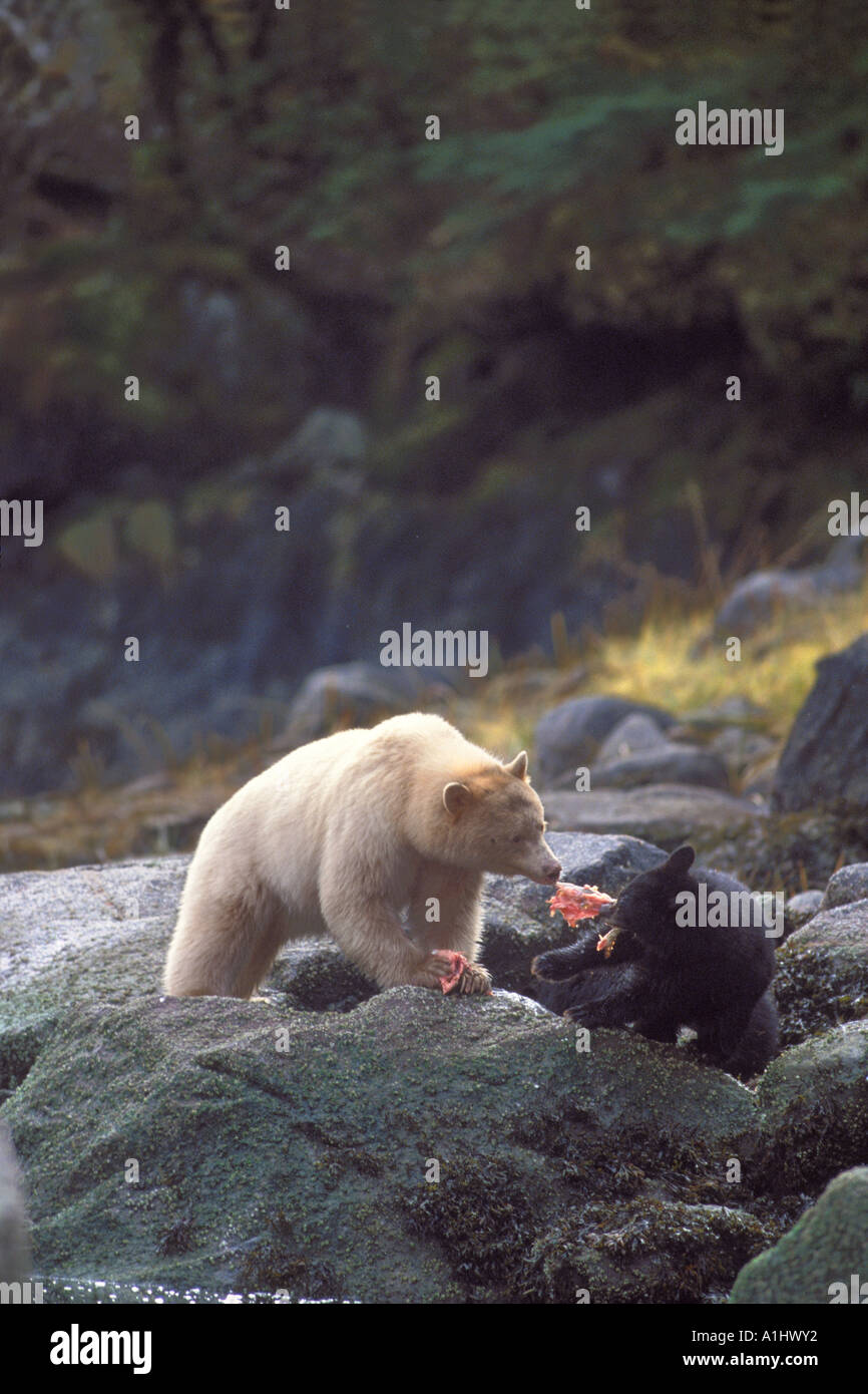 spirit bear kermode black bear Ursus americanus sow with cub feeding on ...