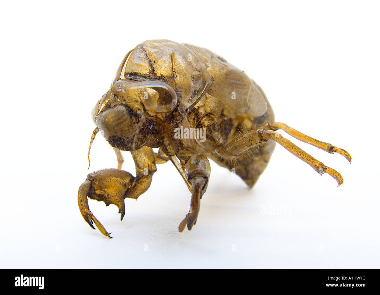 cicada nymphal skin husk shell cicadidae insects bugs Stock Photo - Alamy