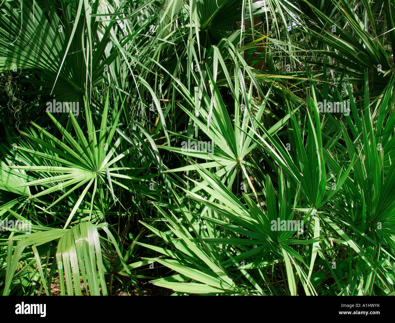 palmetto natural background texture native wild Florida palms plants ...