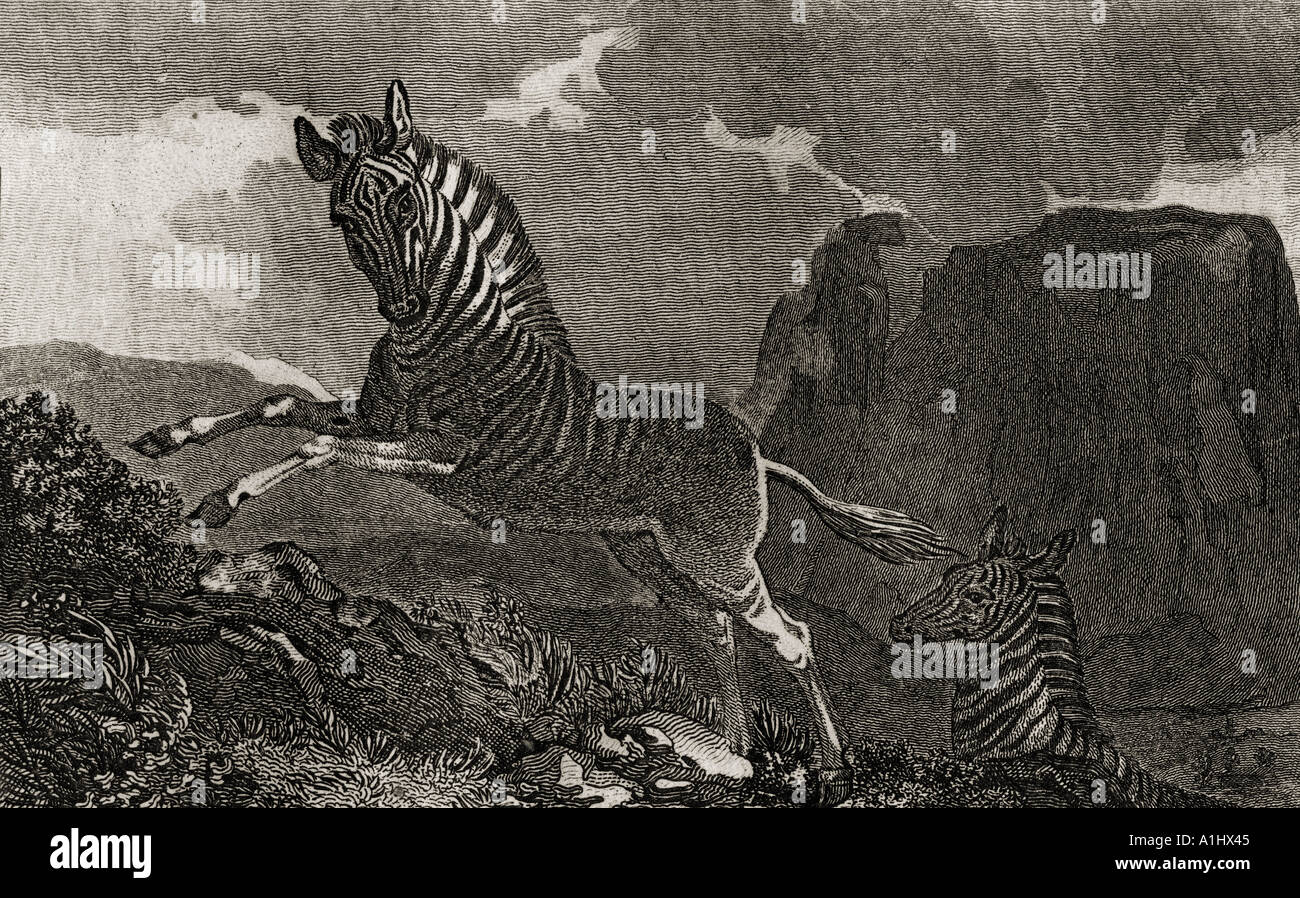 Quagga hi-res stock photography and images - Alamy