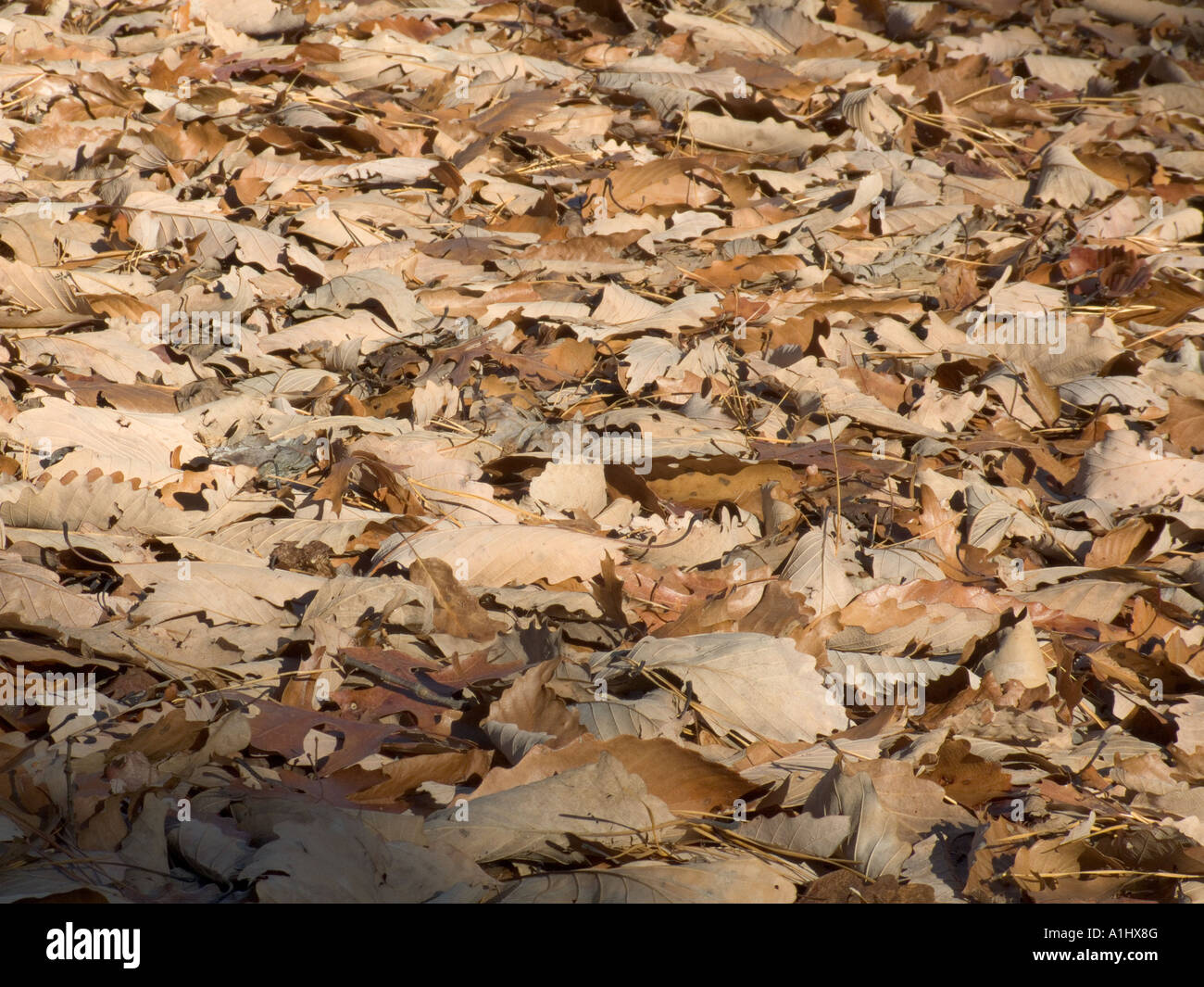 dry fallen brown leave leaf fall crunchy flammable dead death ...