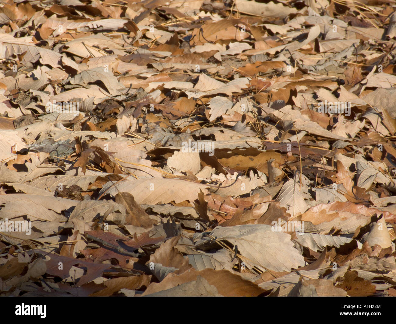 dry fallen brown leave leaf fall crunchy flammable dead death ...