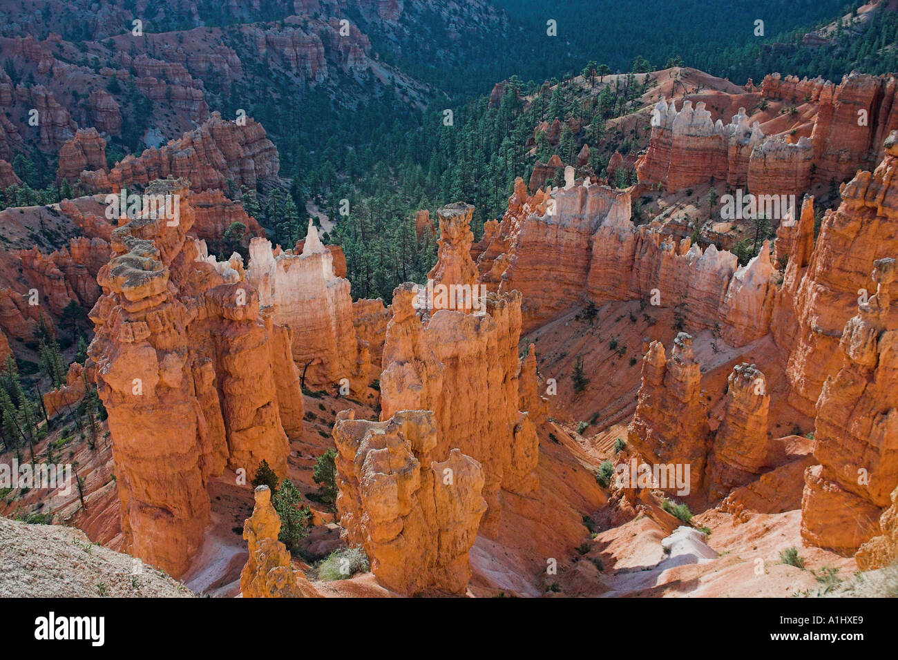 Hoodoos in Bryce Canyon Stock Photo - Alamy