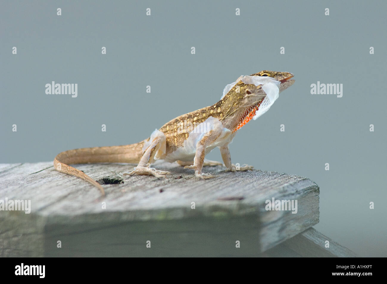 Molting lizard lizard hi-res stock photography and images - Alamy