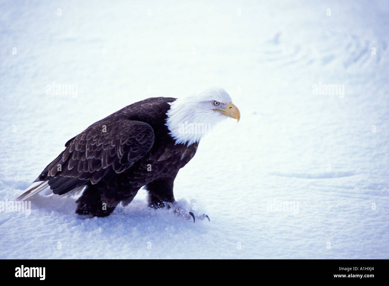 Bald Eagle Walking High Resolution Stock Photography and Images - Alamy