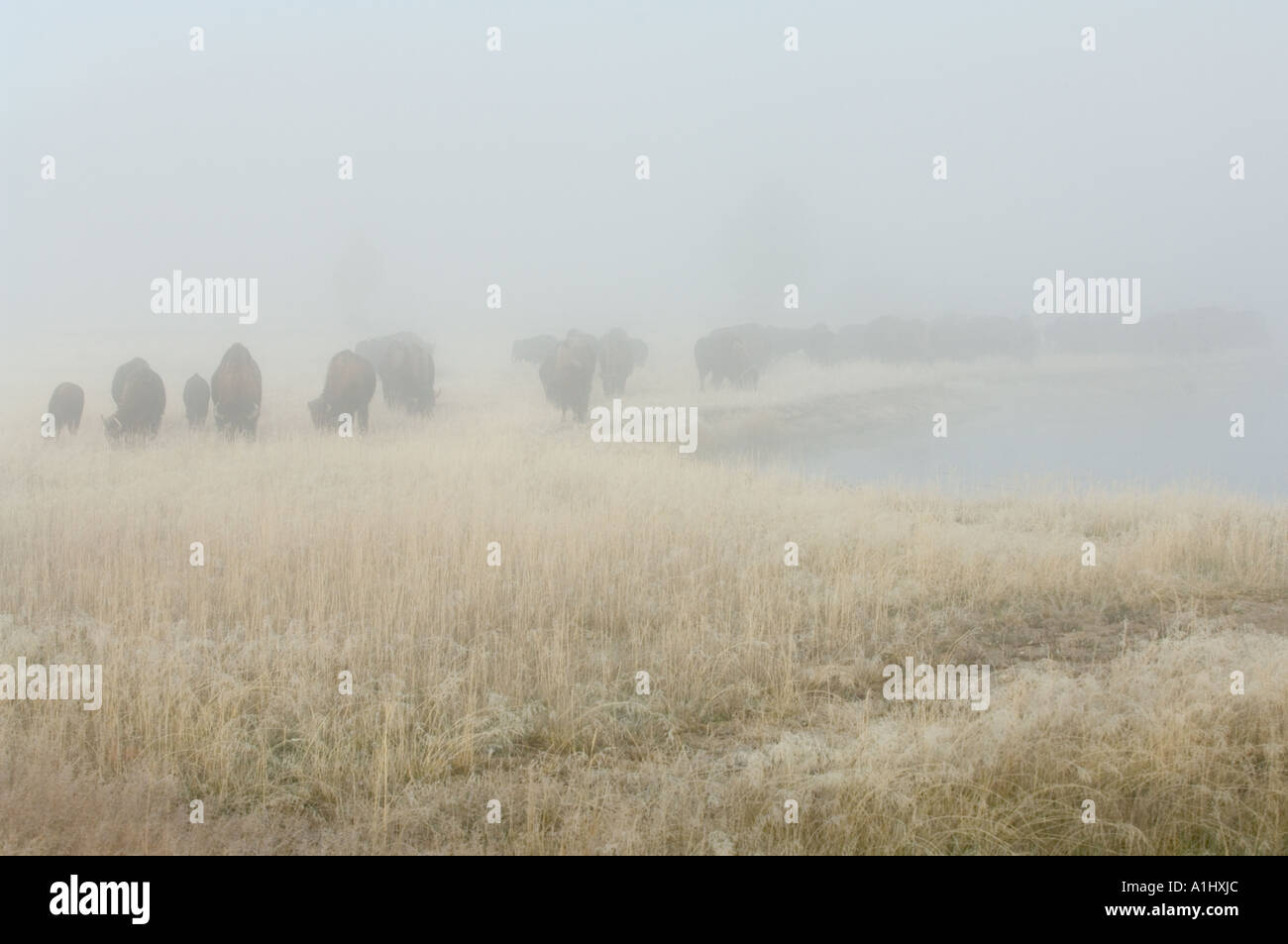 Bison in morning mist yellowstone hi-res stock photography and images ...