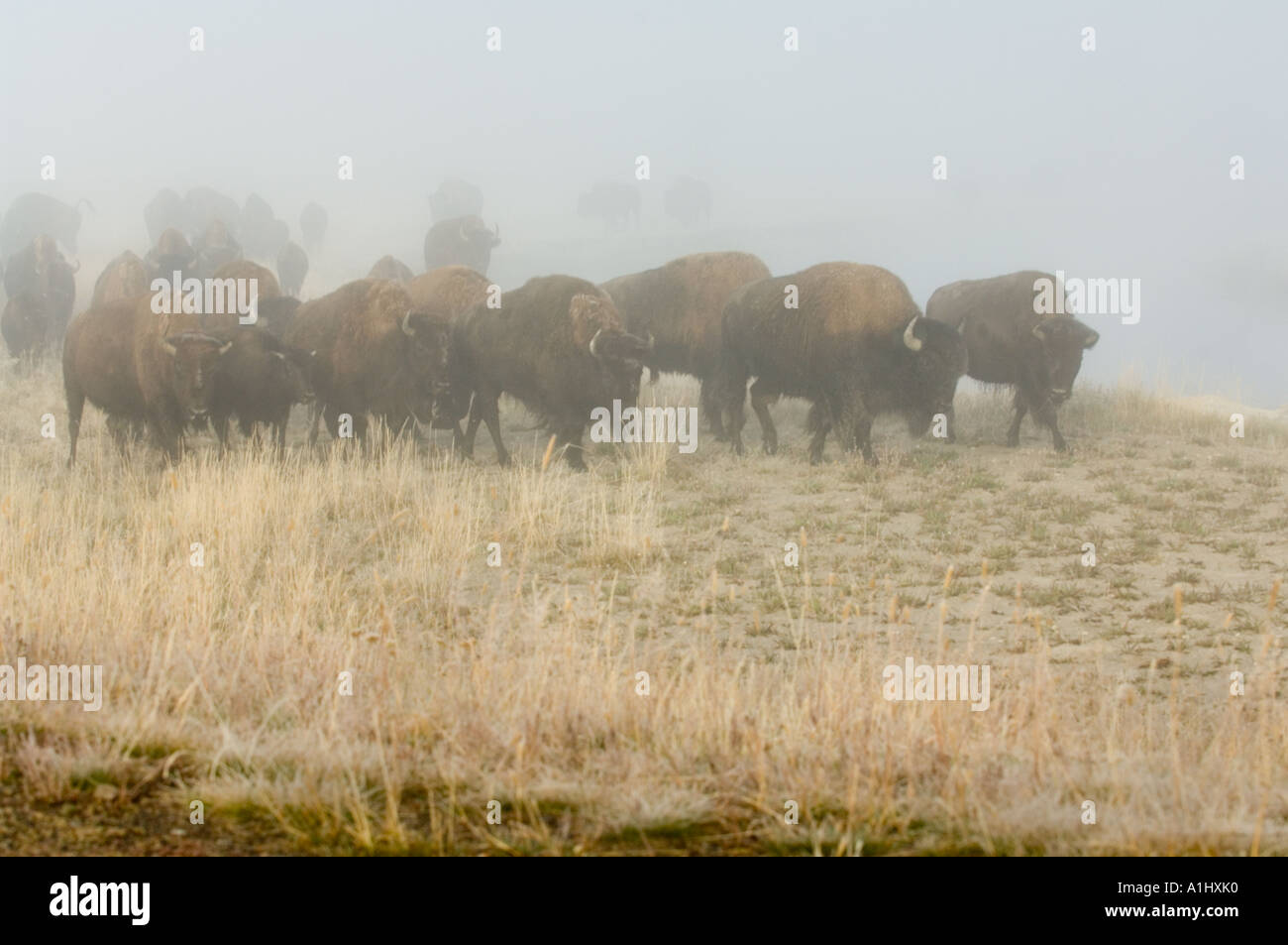 Bison (Bison bison) walking in the mist, early morning, Yellowstone ...