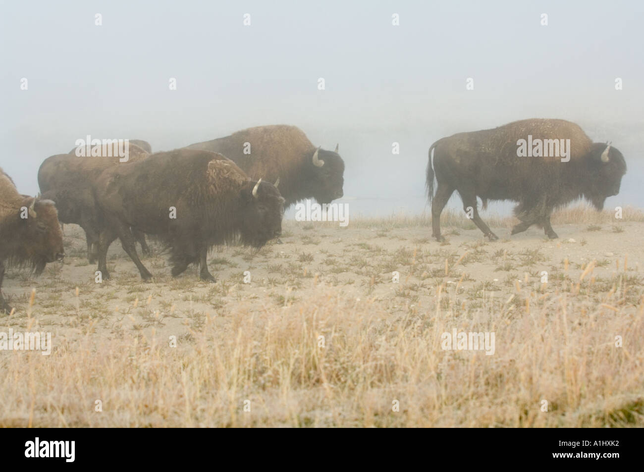Bison (Bison bison) in the mist, Yellowstone National Park, Wyoming ...