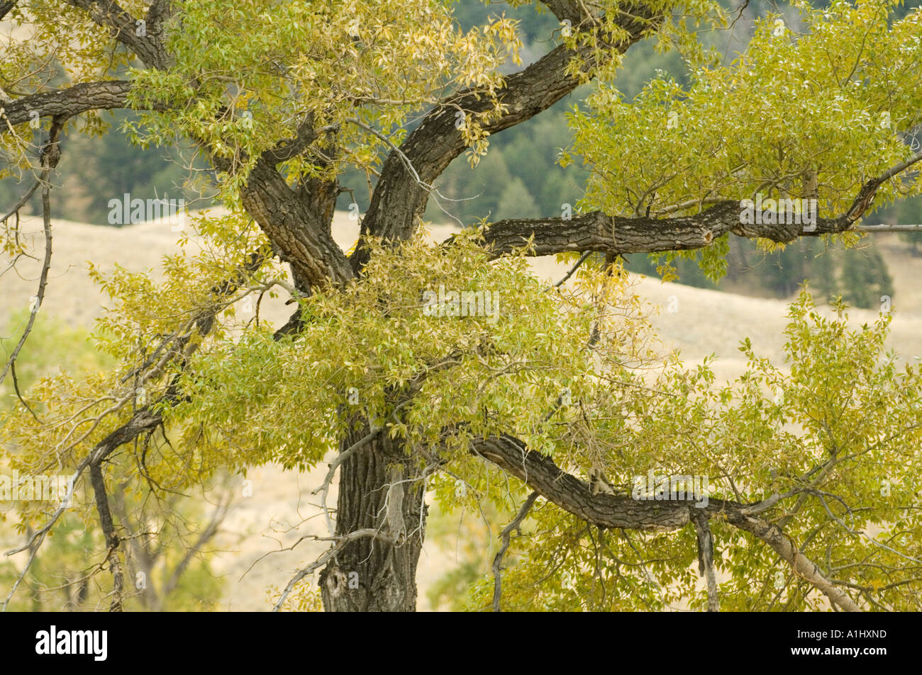 Horizontal branching pattern hi-res stock photography and images - Alamy