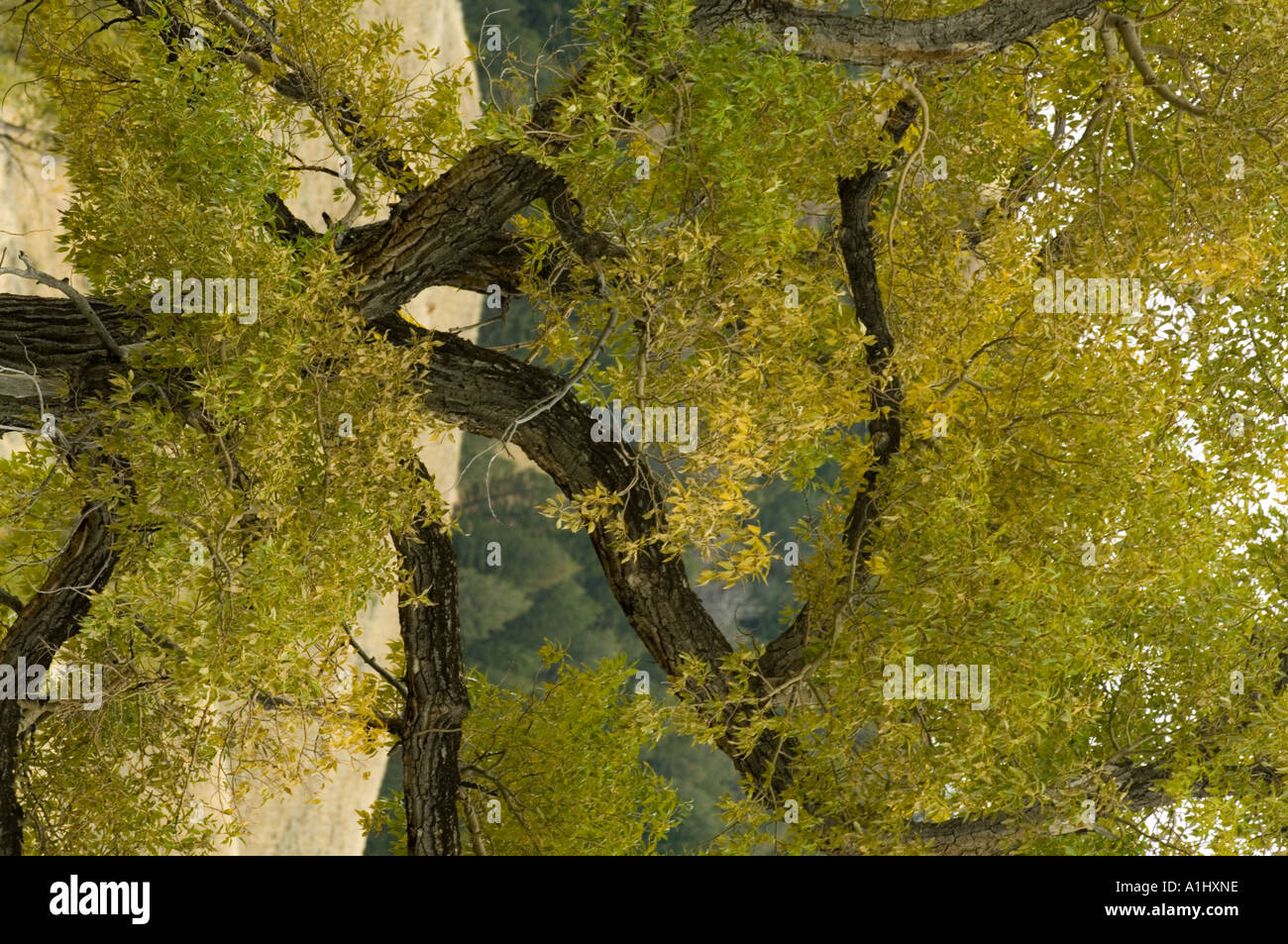 Tree branching out hi-res stock photography and images - Alamy