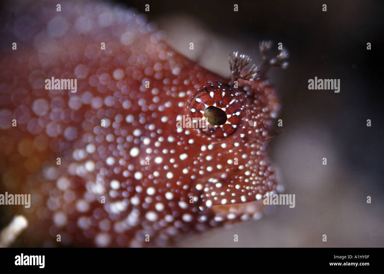Leopard Blenny High Resolution Stock Photography and Images - Alamy