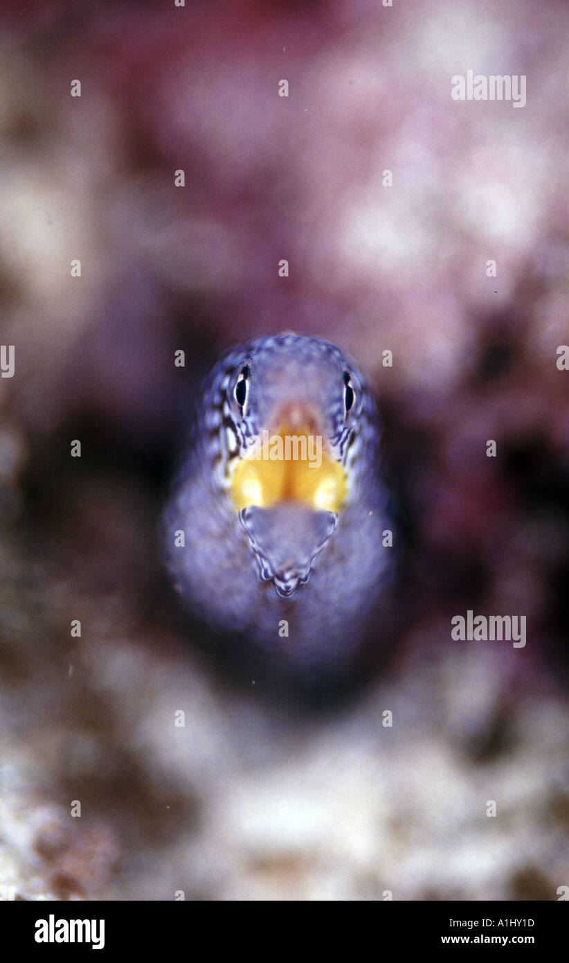 A beautiful and rare juvenile moray eel the size of a small finger ...