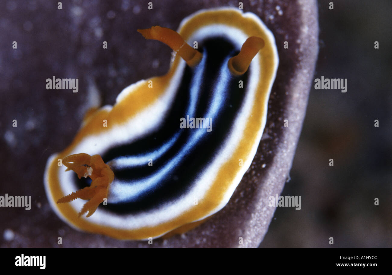A candy coloured nudibranch or 'sea slug' Stock Photo - Alamy
