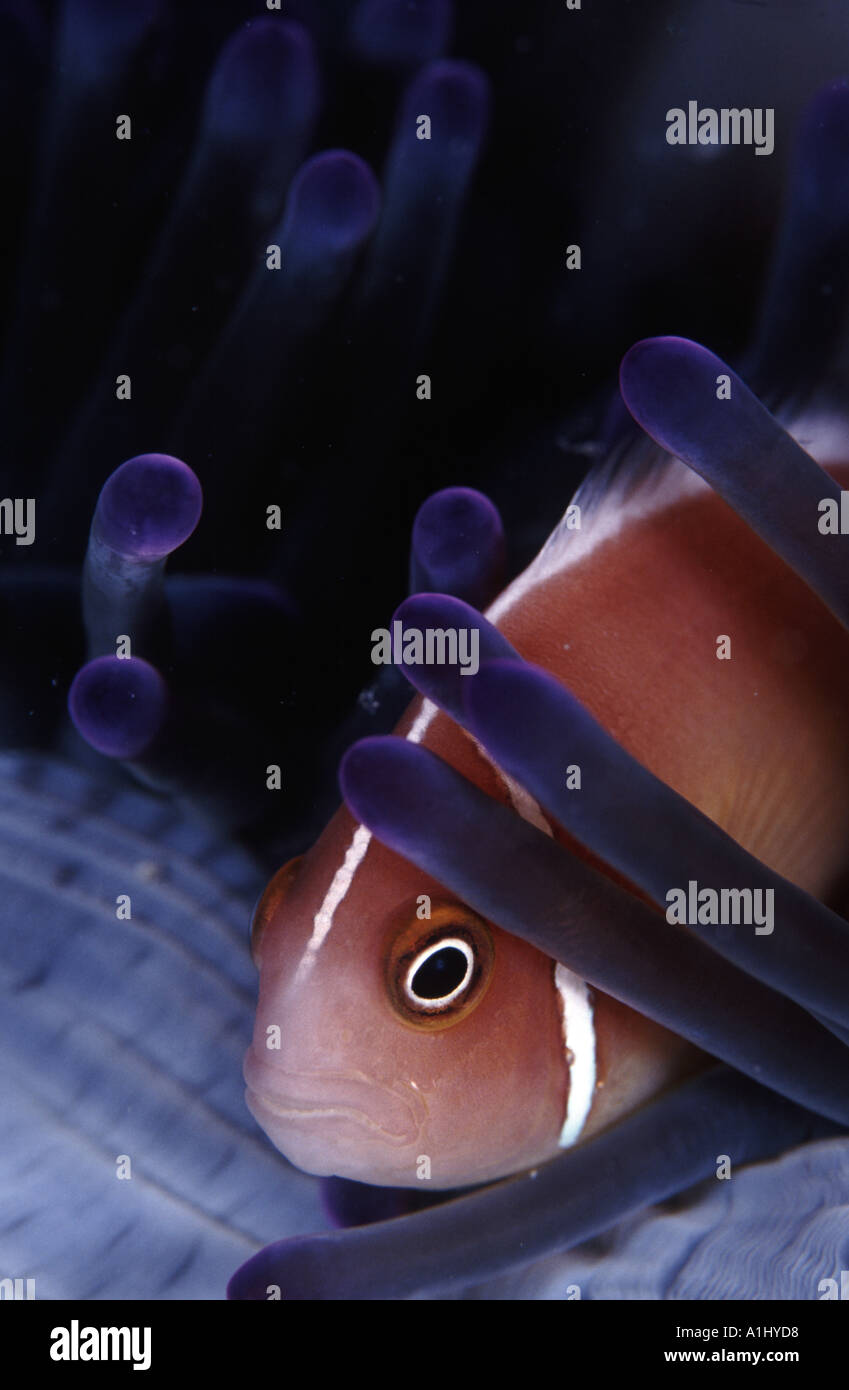 A Pink Anemonefish in its host anemone Stock Photo - Alamy