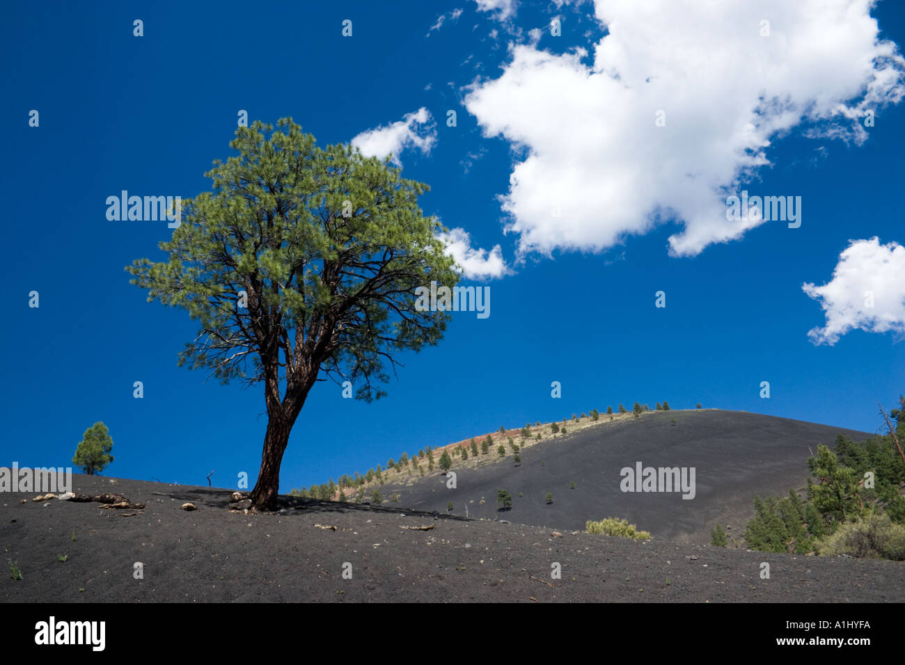 Lone pine tree in a volcanic landscape Stock Photo - Alamy