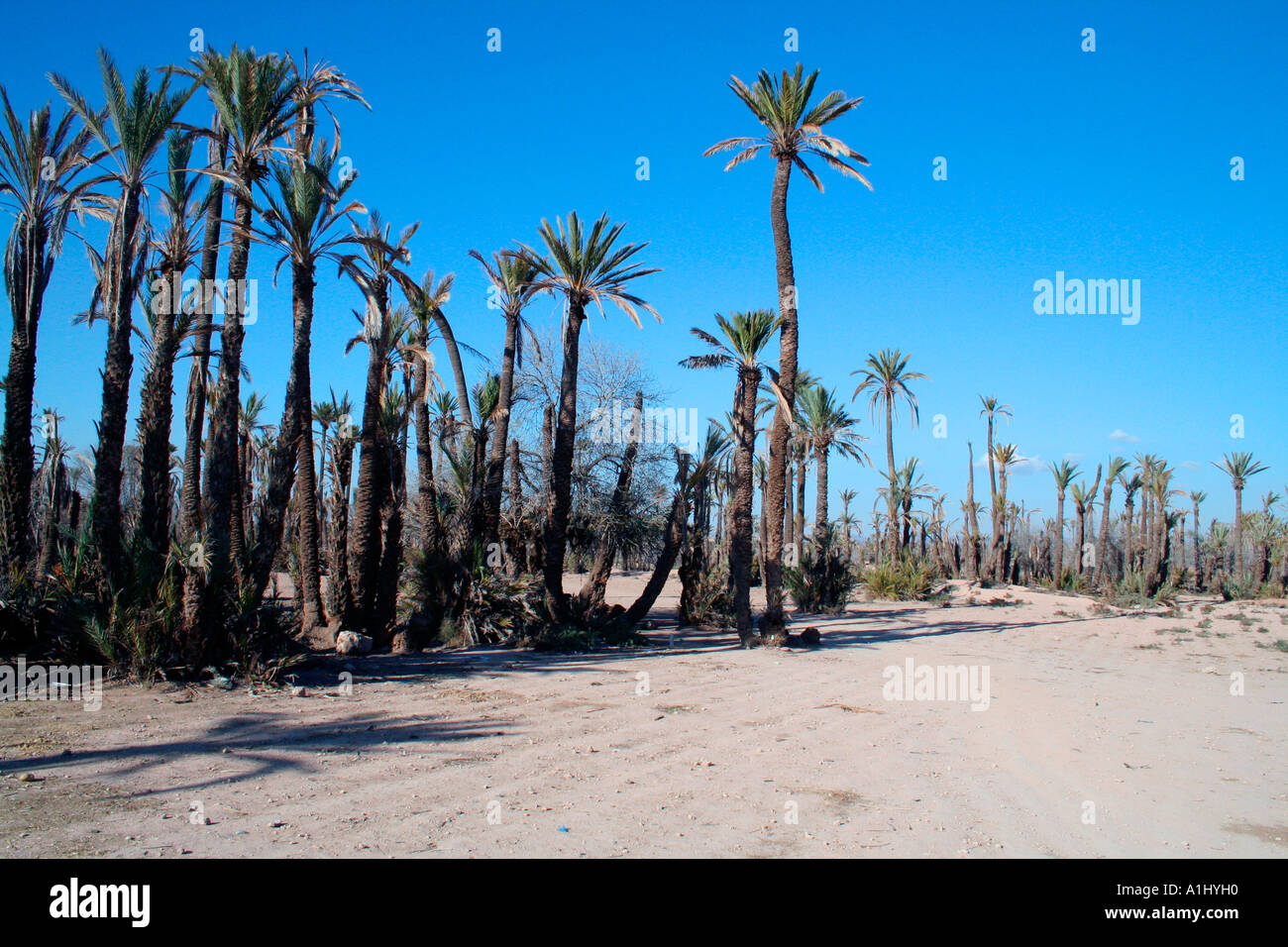 Palmeraie marrakech hi-res stock photography and images - Alamy