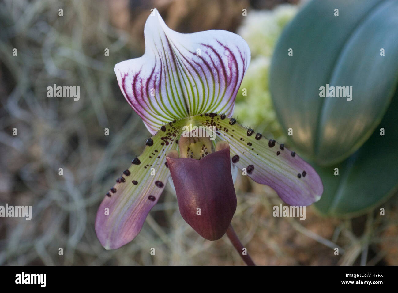 paphiopedilum maudiae orchid Stock Photo - Alamy