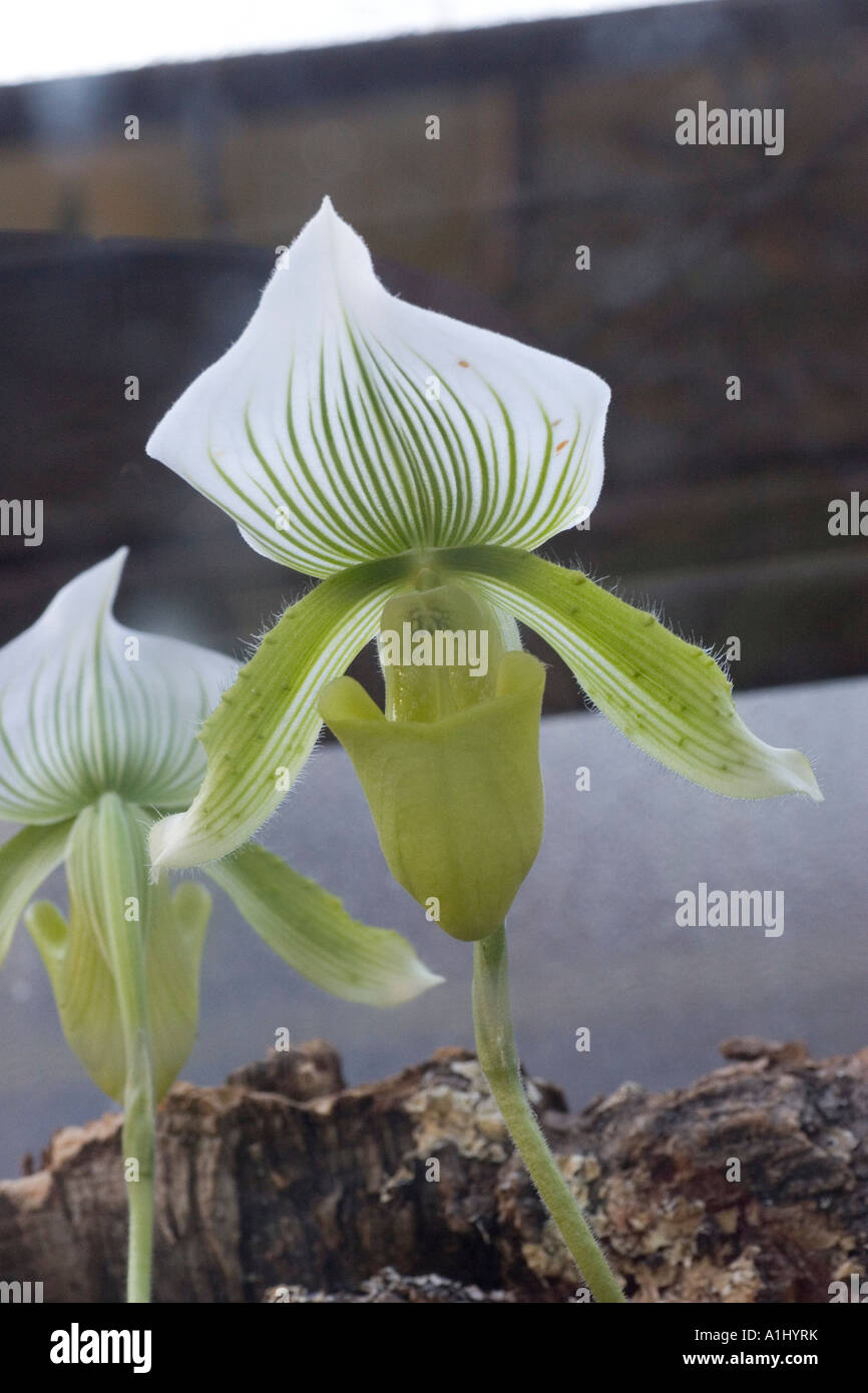 Van belle hi-res stock photography and images - Alamy