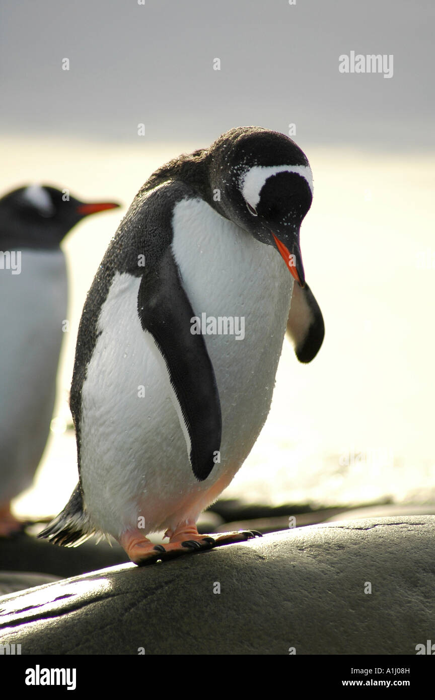 Gentoo penguin thinking wich way to go Antarctica Stock Photo - Alamy