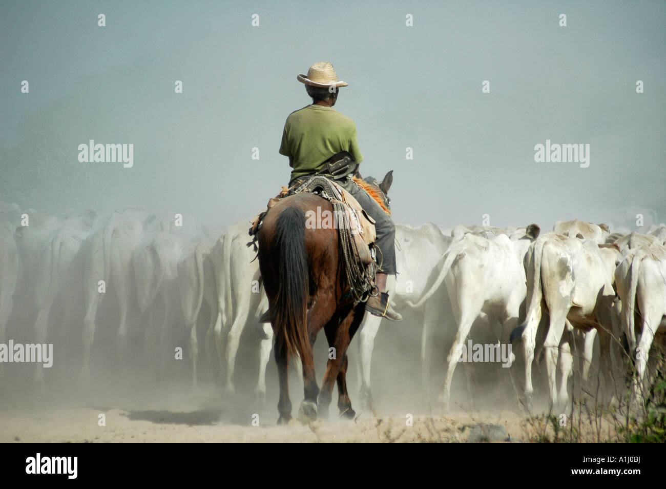 Brasil pantanal cowboy leading cow hi-res stock photography and images ...