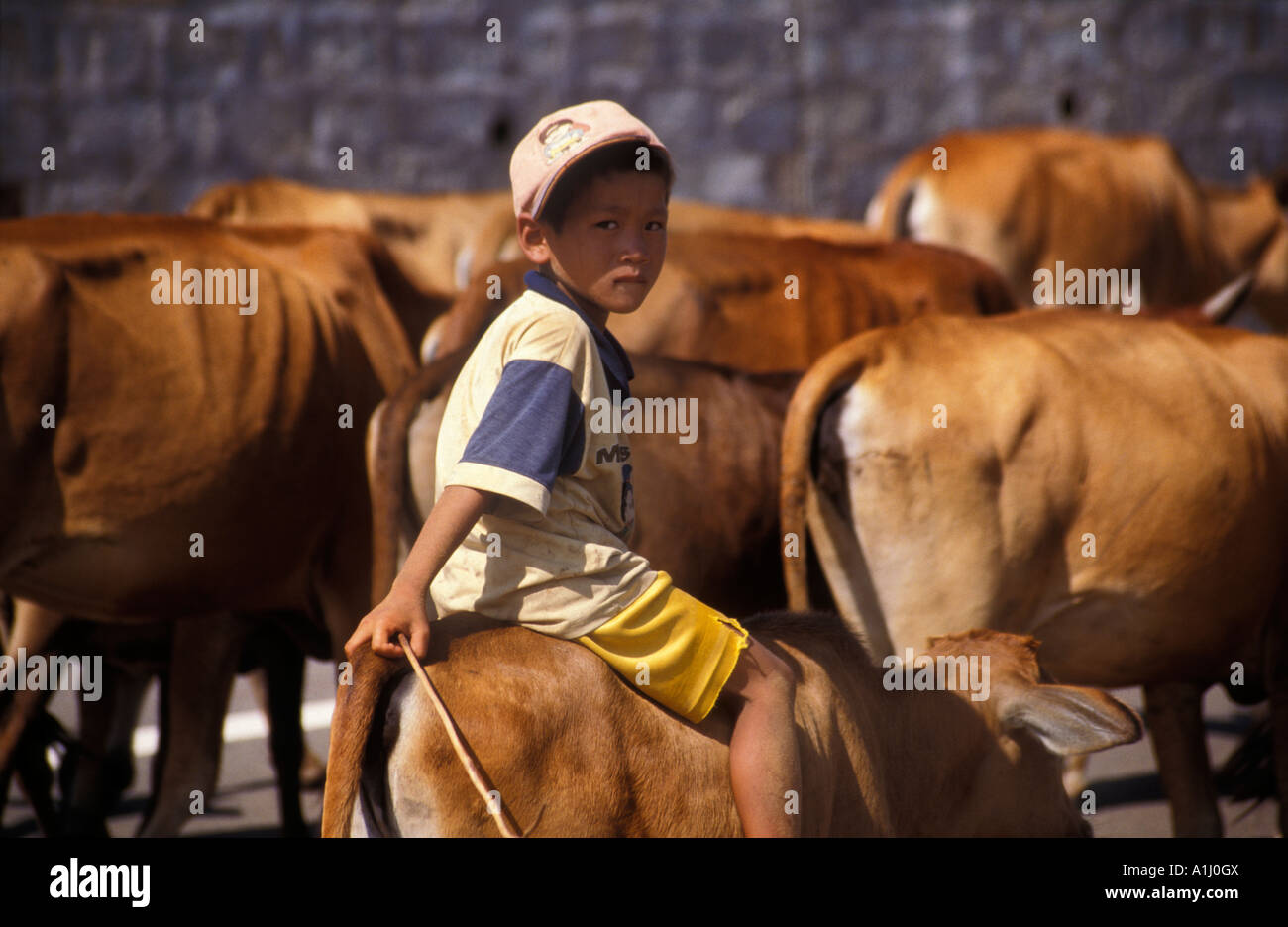 Young boy leading cattle, riding a cow, Vietnam Stock Photo - Alamy